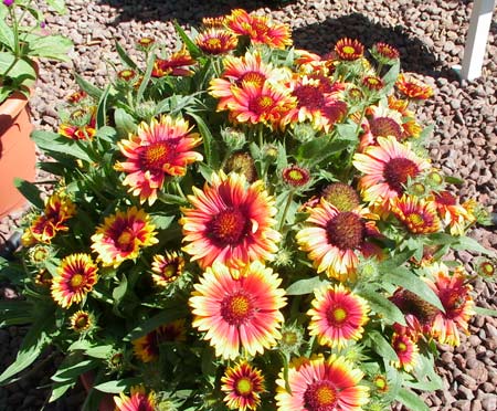 Gaillarde arizona sun