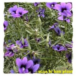 Le monopsis blue papillio