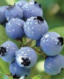 plants petits fruits